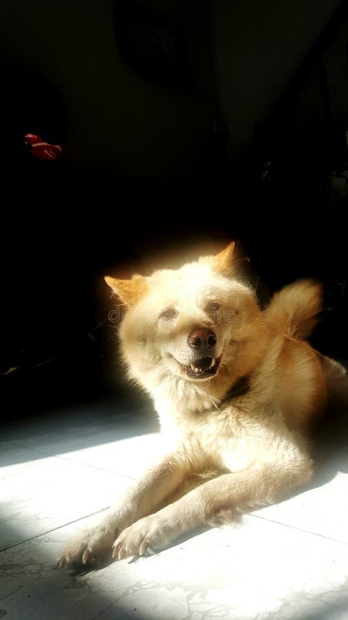 Fire dog stock photo. Image of light, cute, like, fire - 135540710