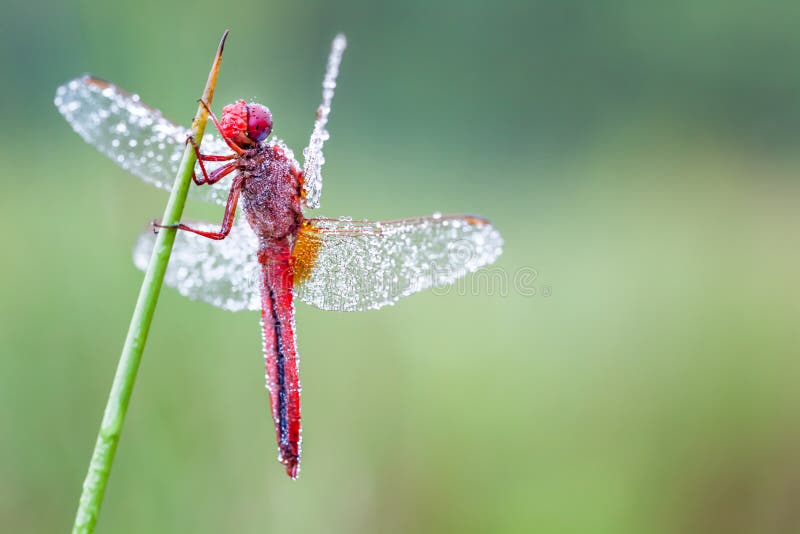 An Fire dragonfly stock image. Image of close, animal - 95027051