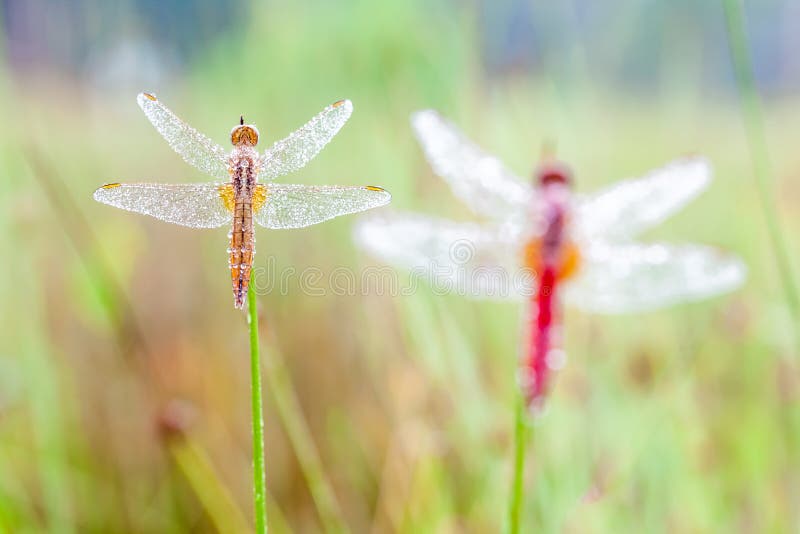 An Fire dragonfly stock image. Image of insect, fire - 95027221