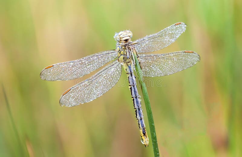 An Fire dragonfly stock image. Image of fauna, hunter - 95400215