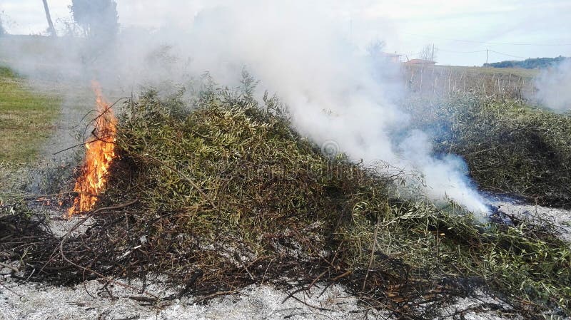 Fire of dried branches stock photo. Image of fuel, design - 106803408