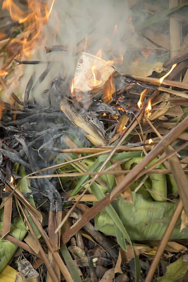 Fire Dry Coconut Tree Leaf with Plastic Cup in Garden, Closeup Stock ...