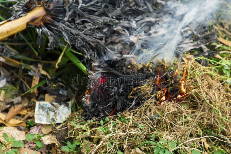 Fire Dry Coconut Tree Leaf with Plastic Cup in Garden, Closeup Stock ...