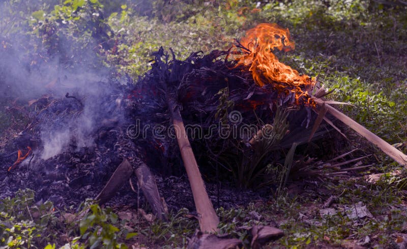 Fire Dry Coconut Tree Leaf with Plastic Cup in Garden, Closeup Stock ...