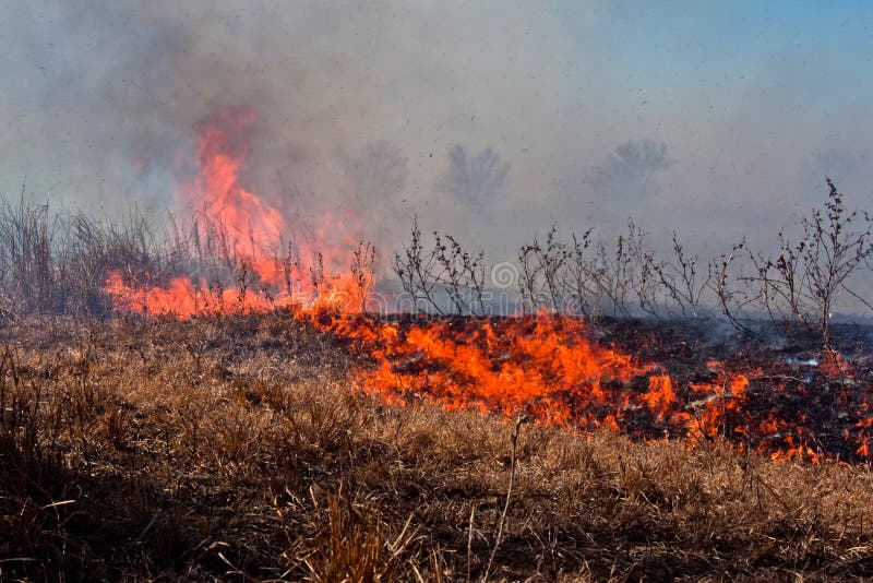 Bush Fire stock image. Image of bush, veld, burning, grass - 891853