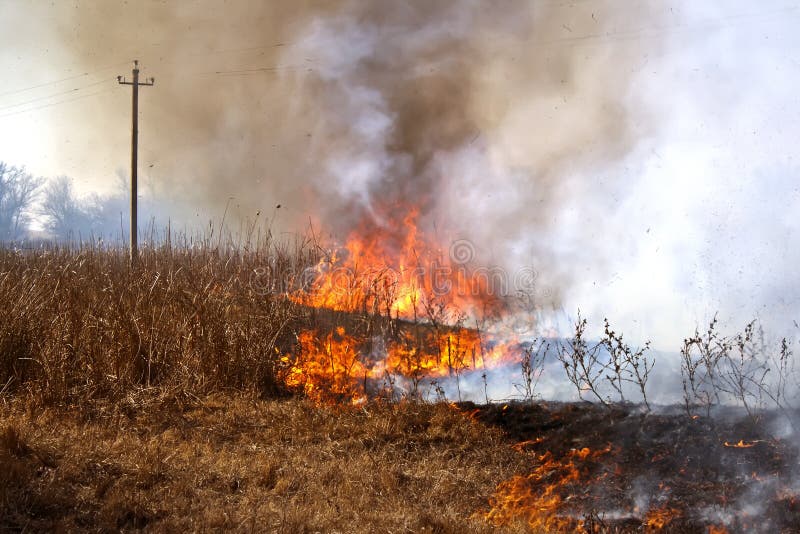 Fire on a dry field stock photo. Image of prairie, disaster - 18713006