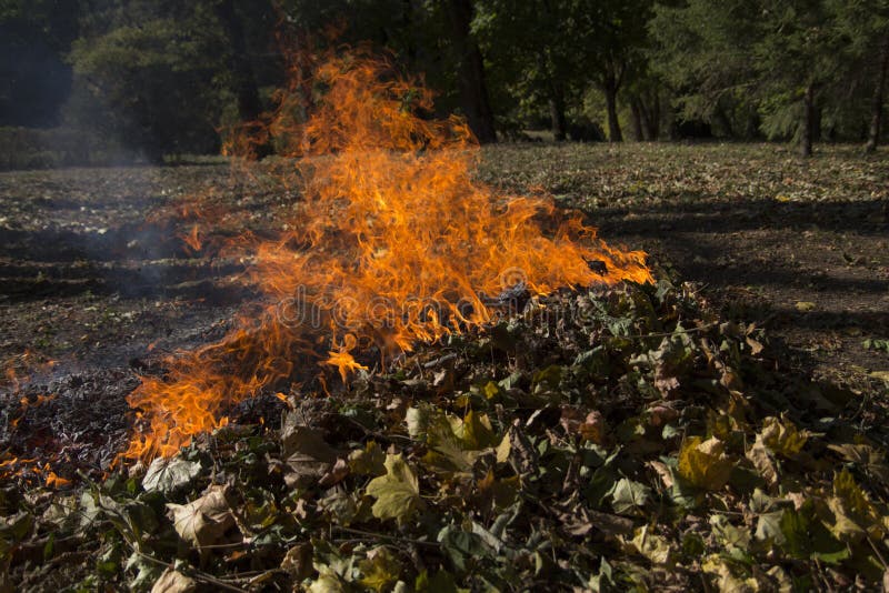 Fire of Dry Foliage stock image. Image of park, flame - 77298251