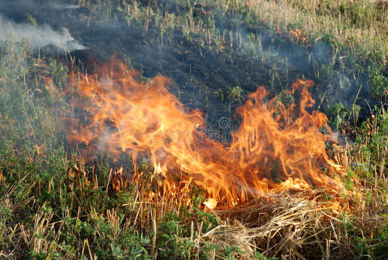 Fire in the Dry Grass Field Stock Photo - Image of forest, help: 10416254