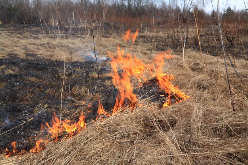 Fire in dry herb stock image. Image of black, autumn - 18054763