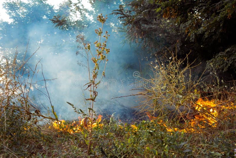 The Beginning of a Forest Fire. the Dry Grass is Burning Stock Image ...