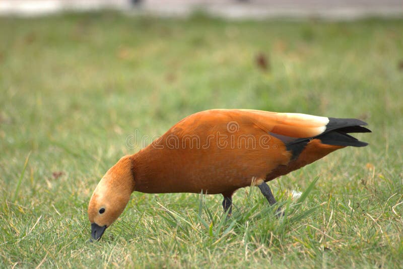 A fire duck on the grass stock image. Image of grass - 260902899