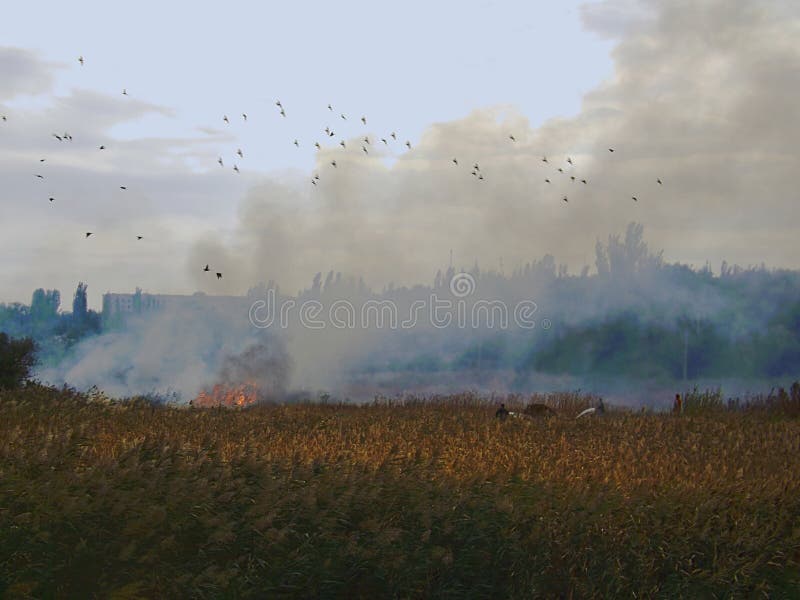 Fire Extinguishing Reeds Near the Farm. Stock Image - Image of burnt ...