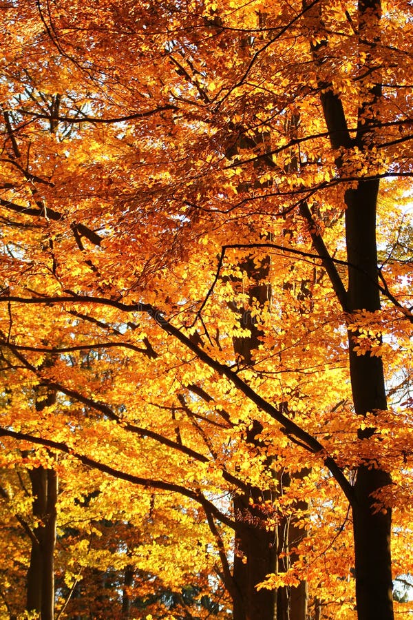 Fire Fall I. Picture Image: 86174986