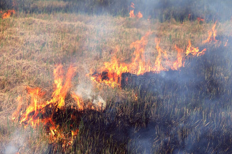 Fire on the Field, Burn Fields To Prepare the Soil Stock Photo - Image ...