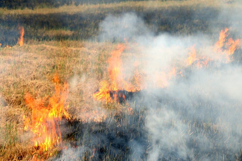 Fire on the Field, Burn Fields To Prepare the Soil Stock Photo - Image ...