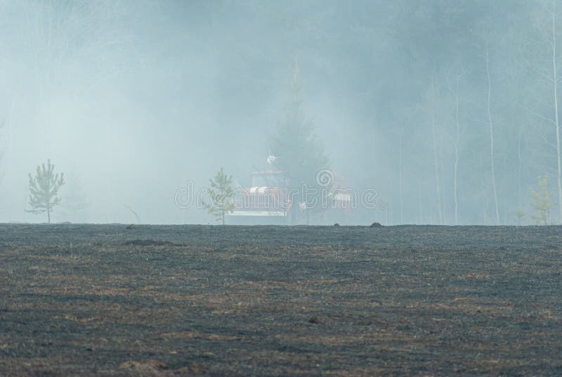 Field of Burned Dead Conifer Trees with Hollow Branches in Beautiful ...