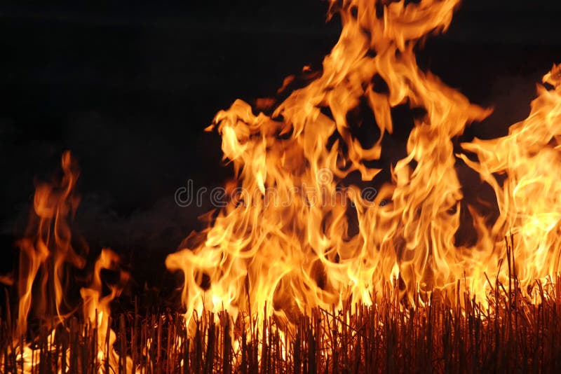 Fire on the field stock image. Image of stalks, view - 57855803