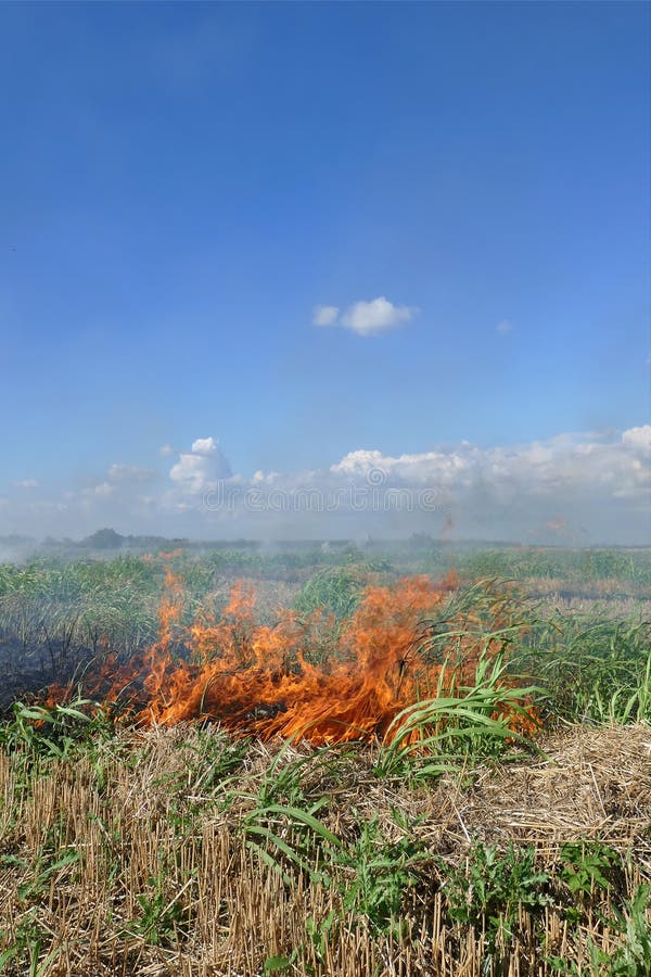 Big red fire in field stock photo. Image of wilderness - 4967208