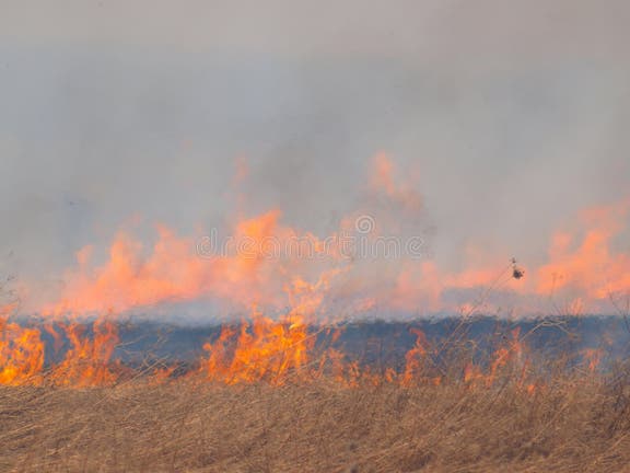 Fire in the Field. a Large Fire is Carried by the Wind. Stock Photo ...