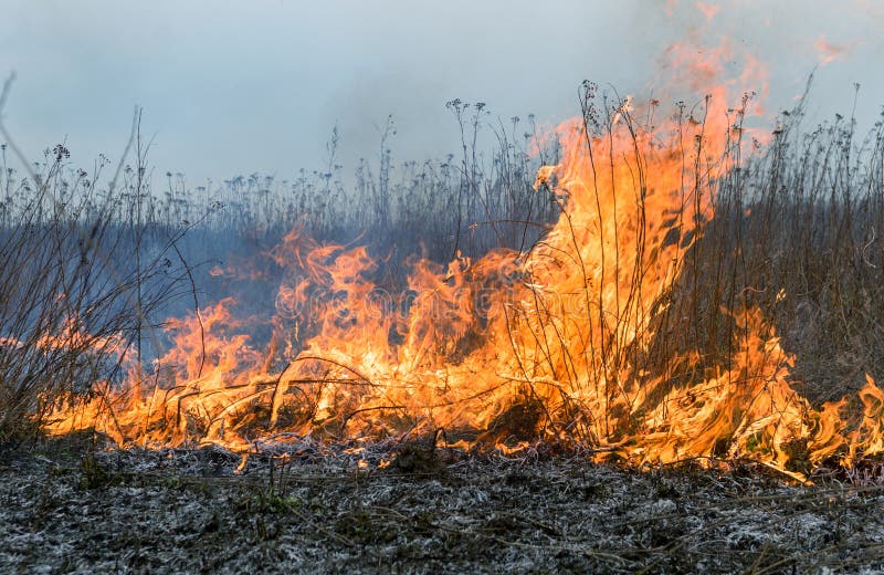 Fire in the field stock photo. Image of destruction, field - 80986810