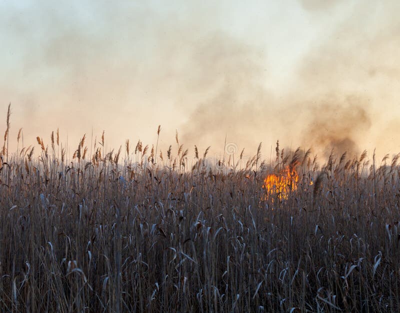 Fire in the field stock photo. Image of ecology, conflagration - 185146112