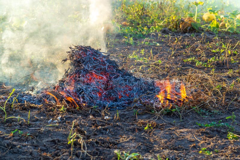 Fire on the Field Weeds Burn after Harvest Closeup View on Nature ...