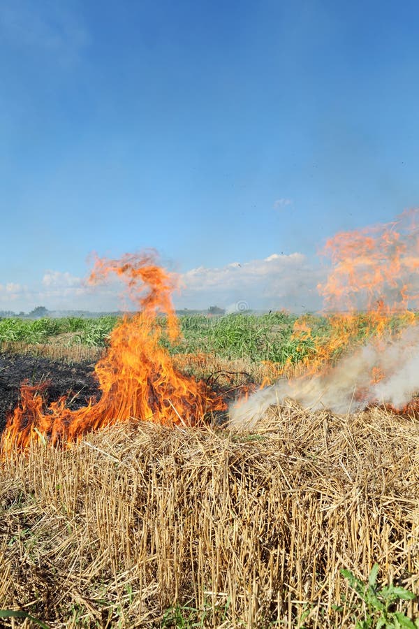 Fire in field stock image. Image of countryside, meadow - 74569375