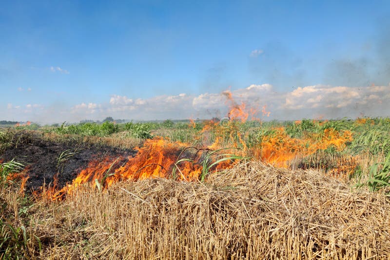 Fire in field stock photo. Image of landscape, flame - 74569438