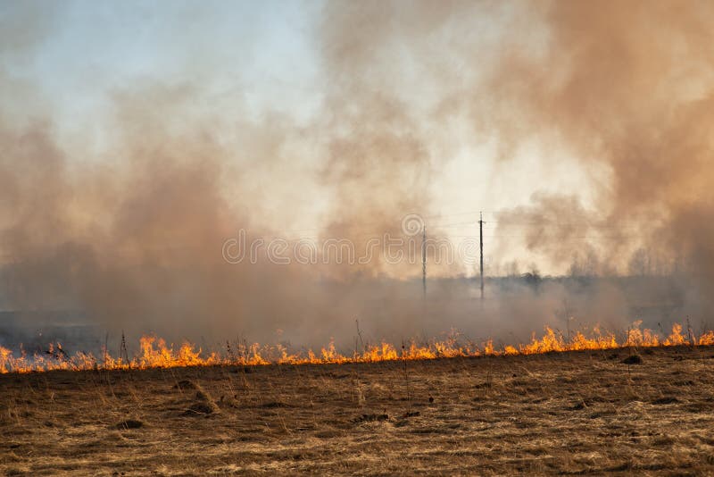 Fire in Fields and Swamps Burning Everything on Its Way Stock Photo - Image of burn, wild: 256813712