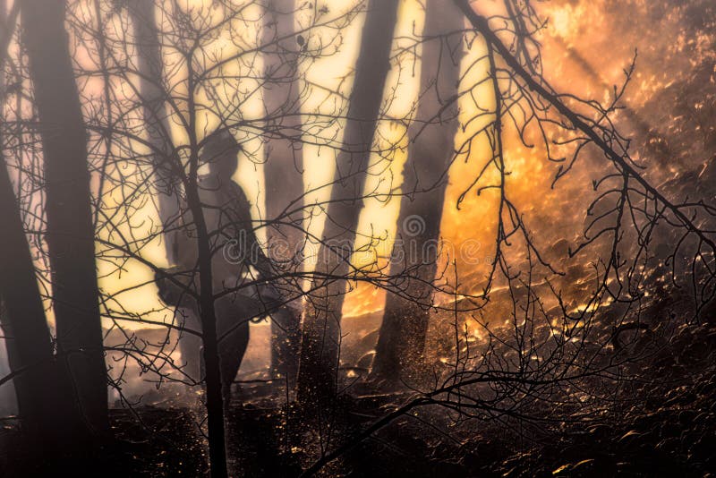 Fire Fighter Falling Trees in Forest Blaze Washington State Stock Photo ...