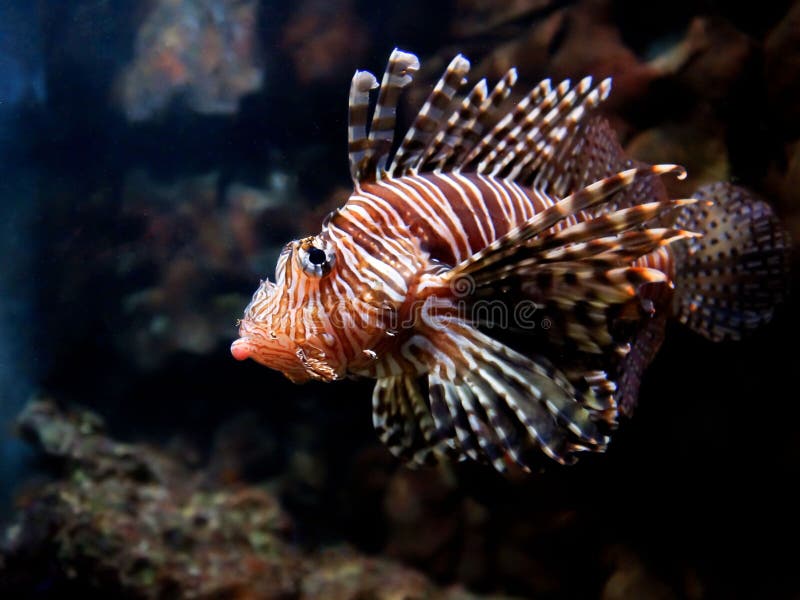 Fire fish stock photo. Image of animal, children, tank - 34546338