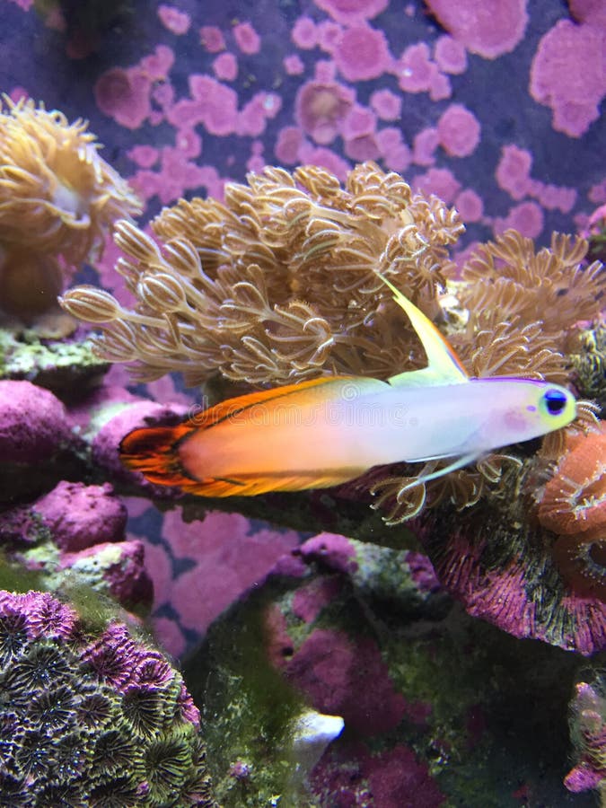 Fire fish stock photo. Image of fire, marine, fish, aquarium - 68669020