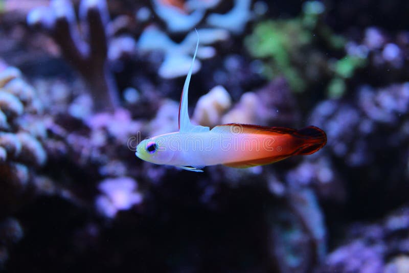 Fire Fish Goby in Marine Aquarium Tank Stock Image - Image of saltwater ...