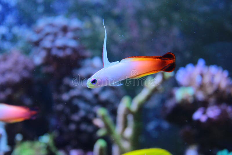 Fire Fish Goby in Marine Aquarium Tank Stock Image - Image of fire ...