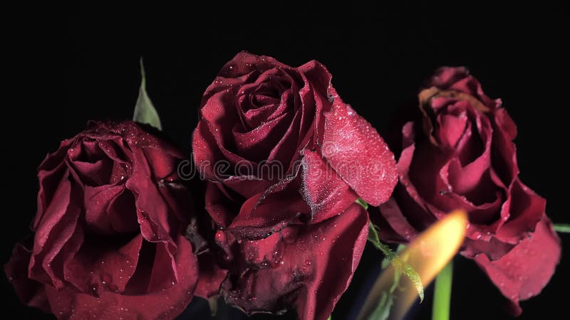 Three Stem of Roses Inside the Black Room. Romantic Concept Stock ...