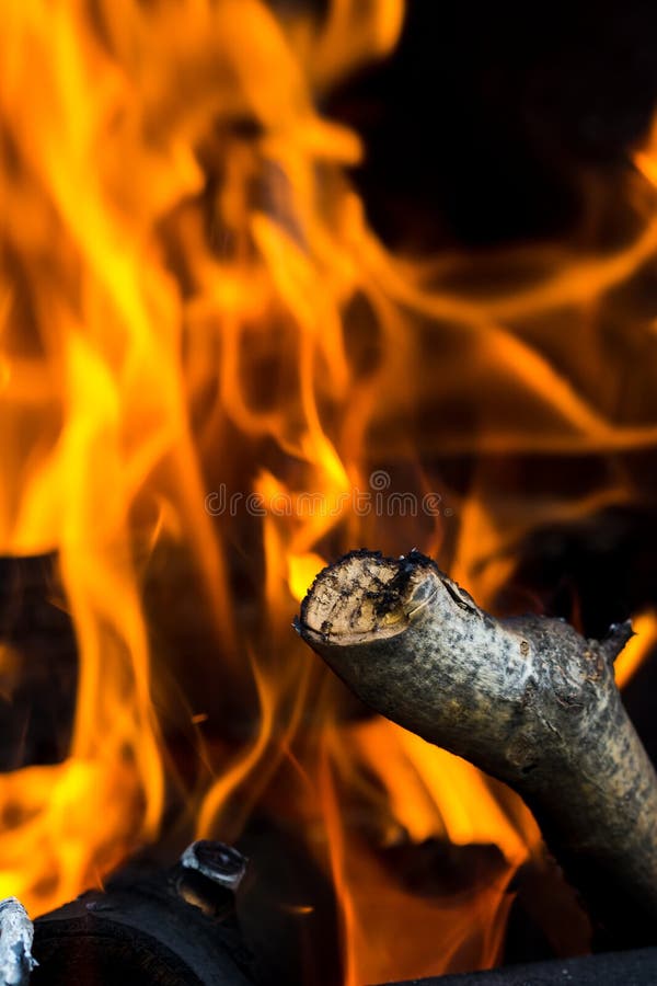 Fire Flame of a Tree. Burning Tree. Stock Photo - Image of warming ...