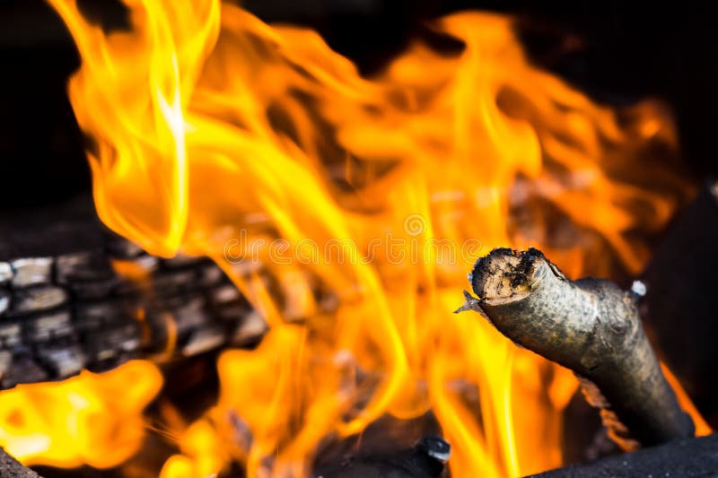Fire Flame of a Tree. Burning Tree. Stock Image - Image of fire, ground ...