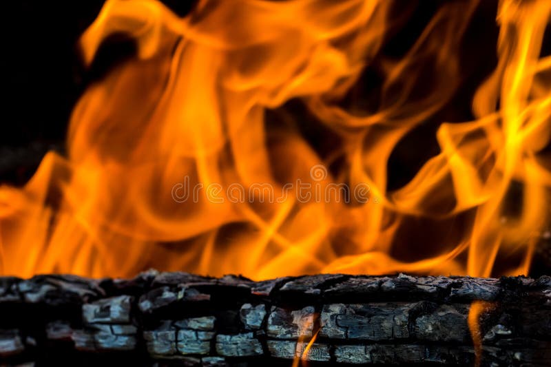 Fire Flame of a Tree. Burning Tree. Stock Image - Image of smoke, wild ...