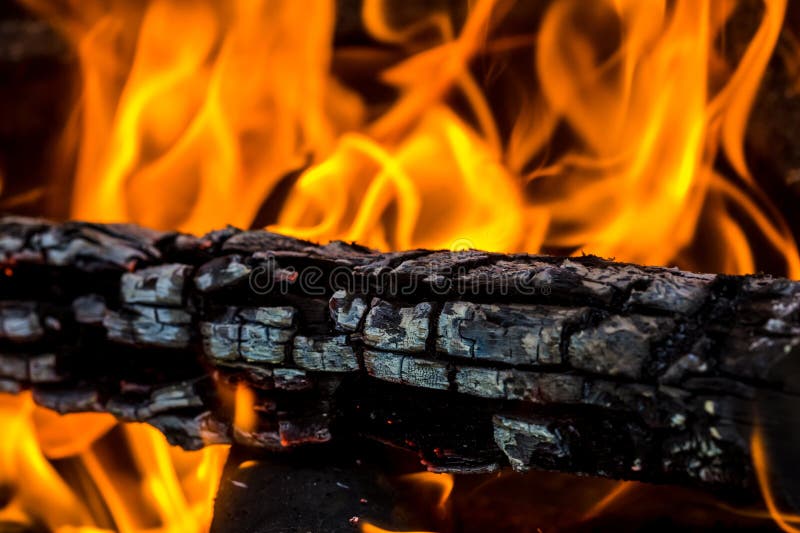 Fire Flame of a Tree. Burning Tree. Stock Photo - Image of damage ...