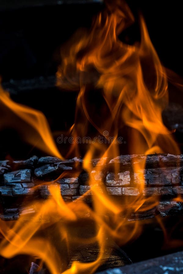 Fire Flame of a Tree. Burning Tree. Stock Photo - Image of disaster ...