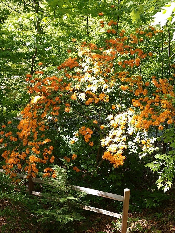 Fire flaming stock image. Image of closeup, bonfire, burst - 5514093