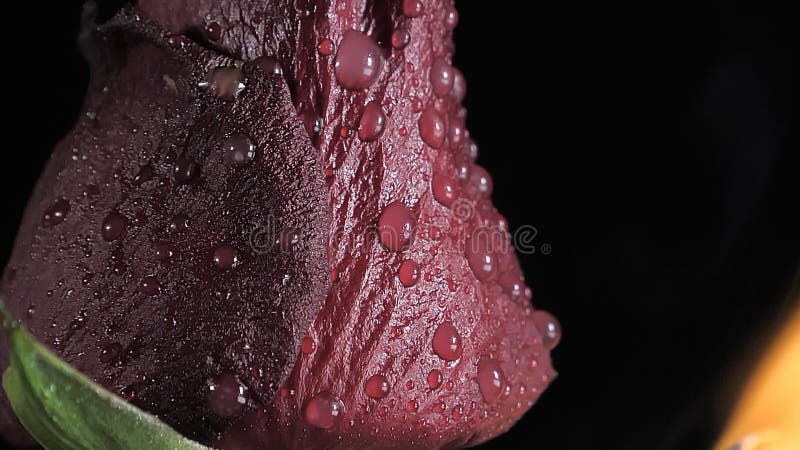 The Fire Flaming on the Back of the Red Rose. Romantic Concept Stock ...