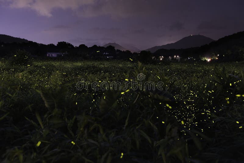 Fire Flies Glowing at Twilight in the Countryside in Hong Kong Stock ...