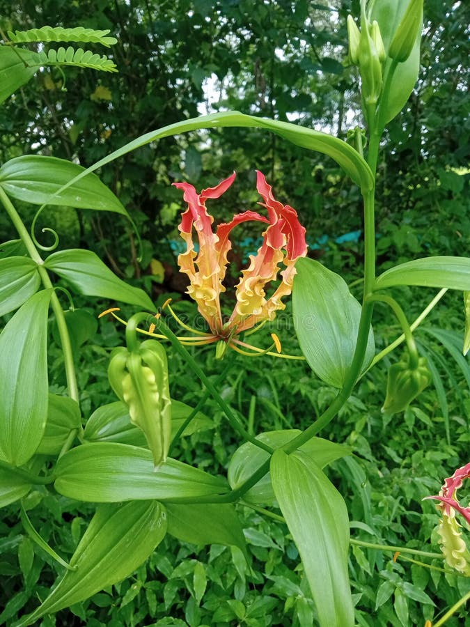 Fire red flower stock photo. Image of colors, fire, christmas - 7121744