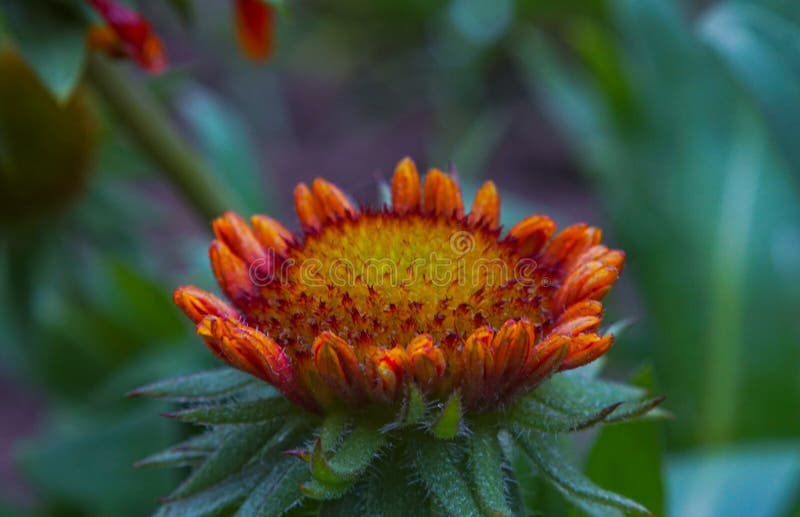 Fire flower buds stock photo. Image of botany, leaf - 258675212
