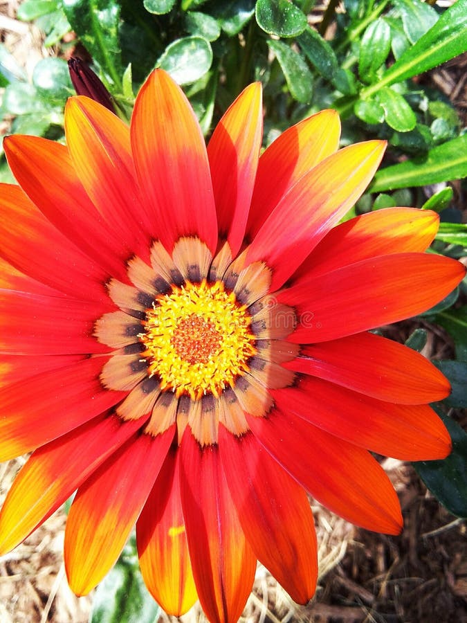 Fire flower stock photo. Image of colored, bright, flower - 105601776