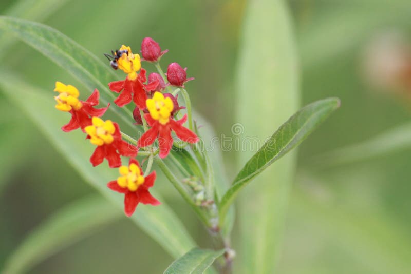 Fire Flower stock image. Image of plant, flower, green - 120039609