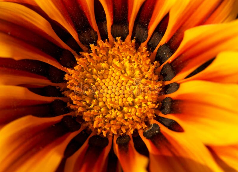 Fire flower stock photo. Image of photographer, orange - 86212770