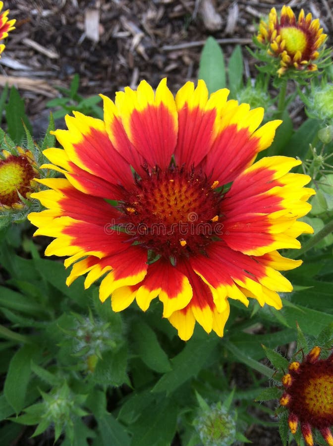 Fire Flower stock photo. Image of gorgeous, seeds, sharp - 48718638