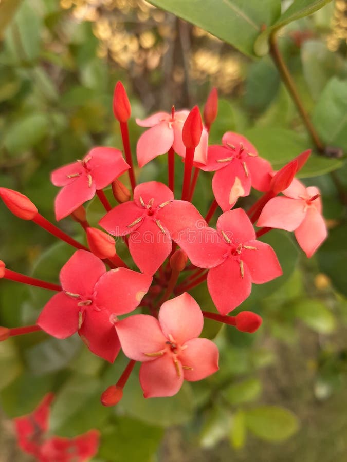 Fire red flower stock photo. Image of colors, fire, christmas - 7121744